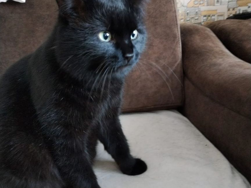 Добрейший кот Мишаня ищет любящую семью