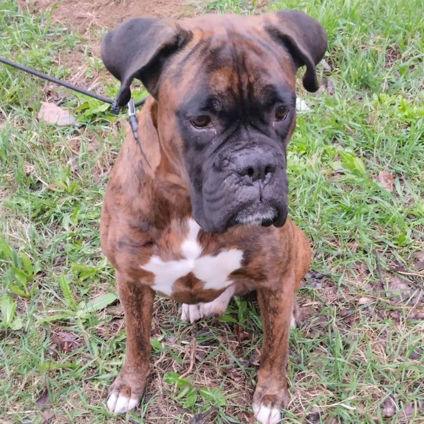 Мальчик боксёр