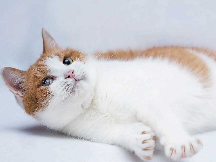 Котика Нильса не замечают в приюте