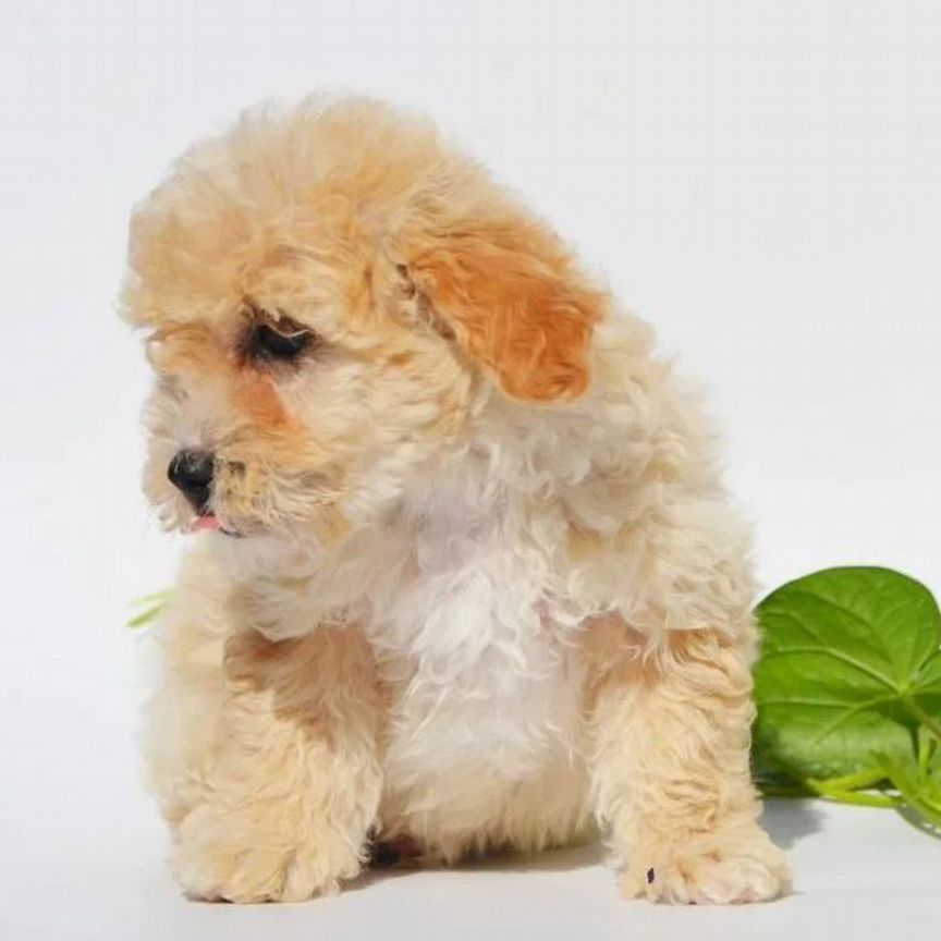 Мини мальтипу ф1