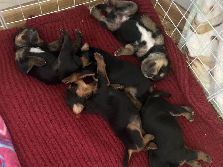 Щеночки Йорики