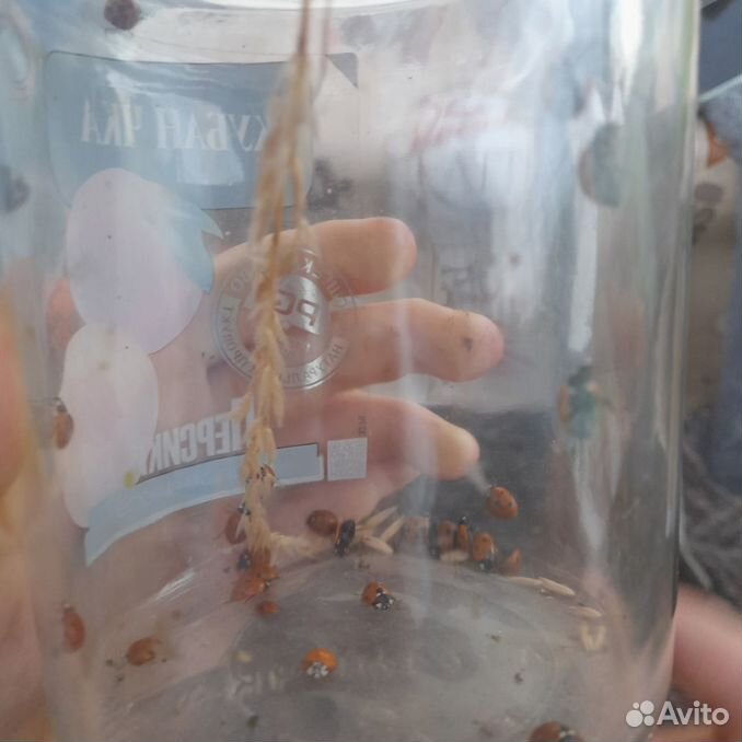 Божьи коровки живые