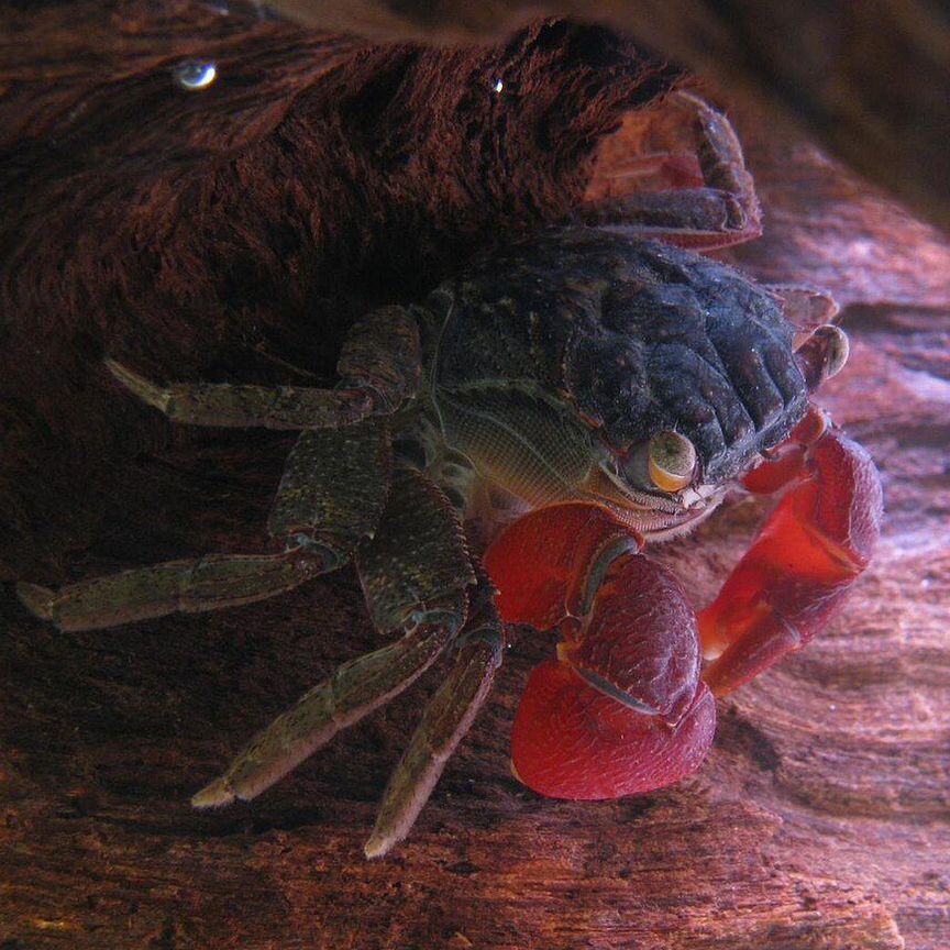 Краб красный мангровый