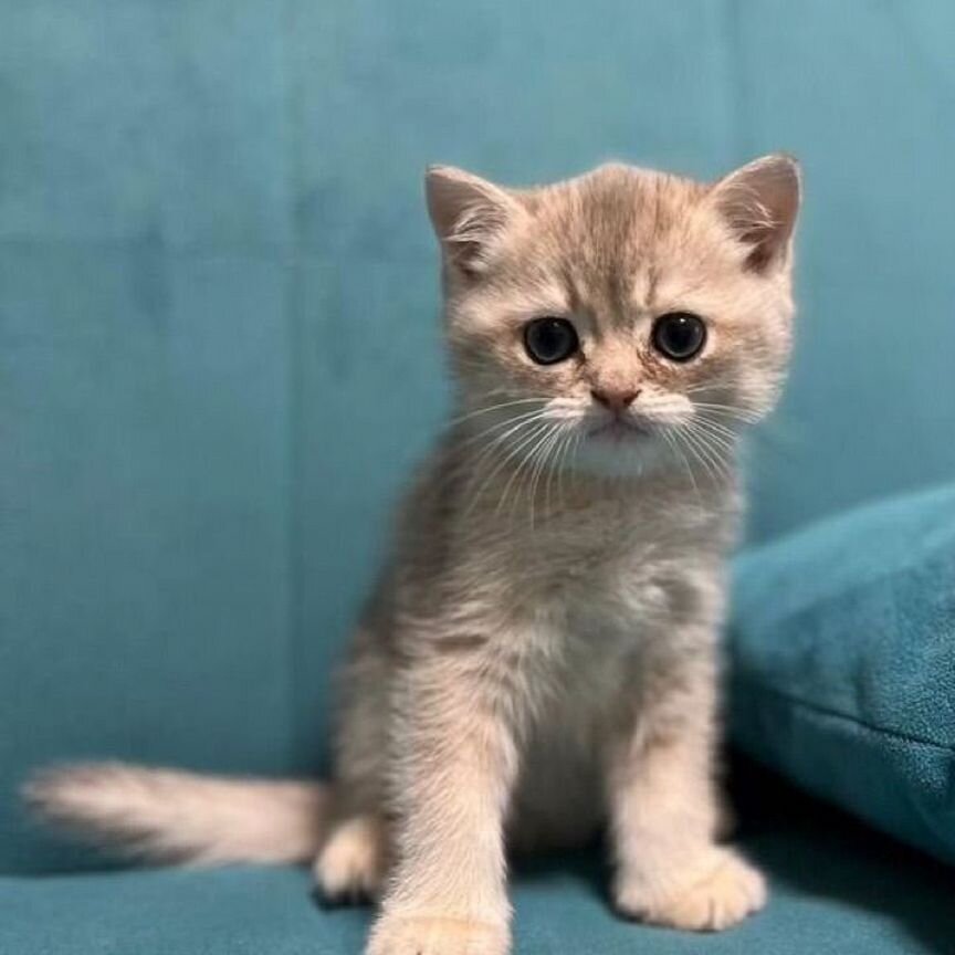 Ктенок британская золотая шиншилла