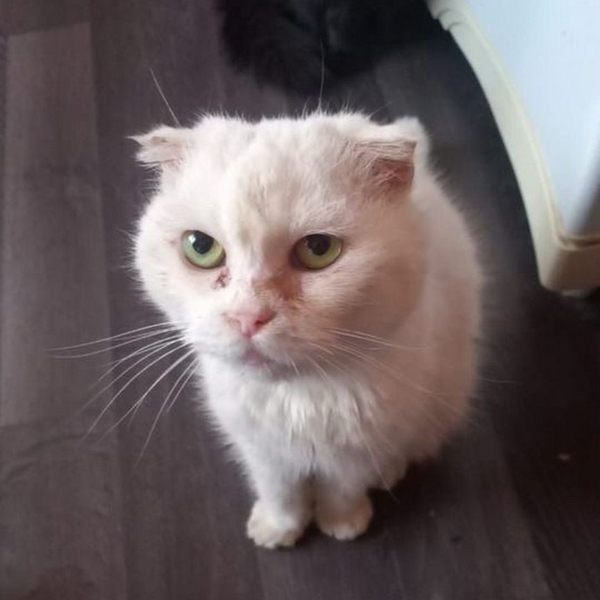 Грустная кошка