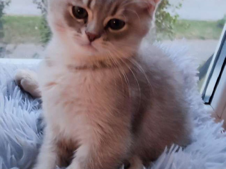 Шотландский котик