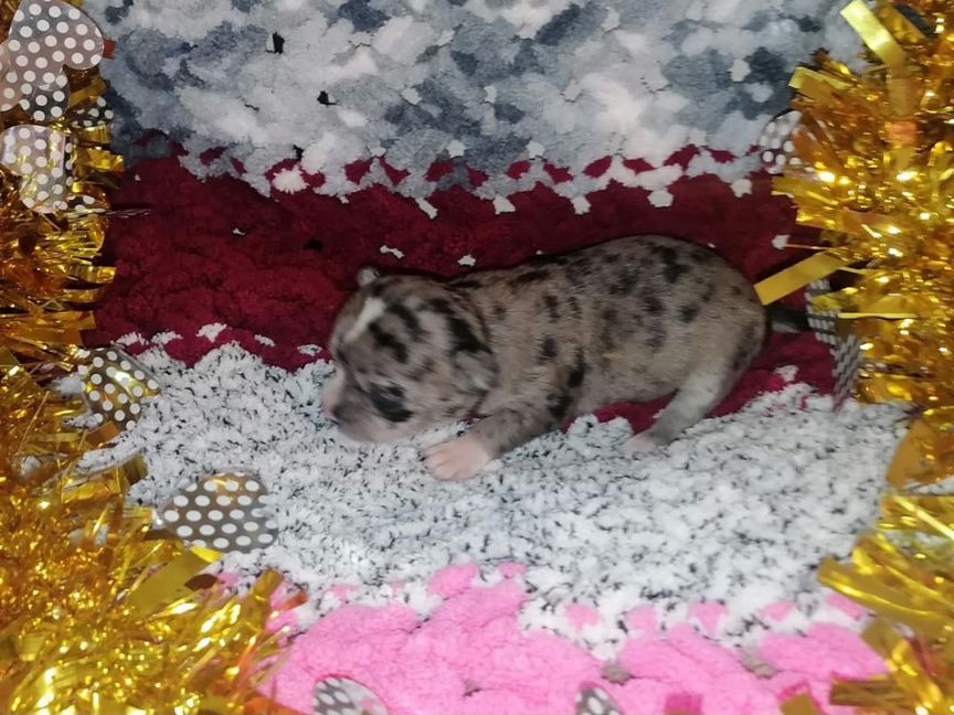 Щенки чихуахуа