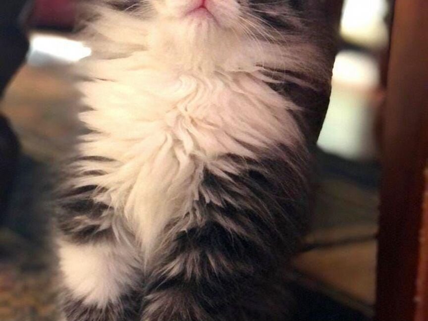 Сибирские котяточки