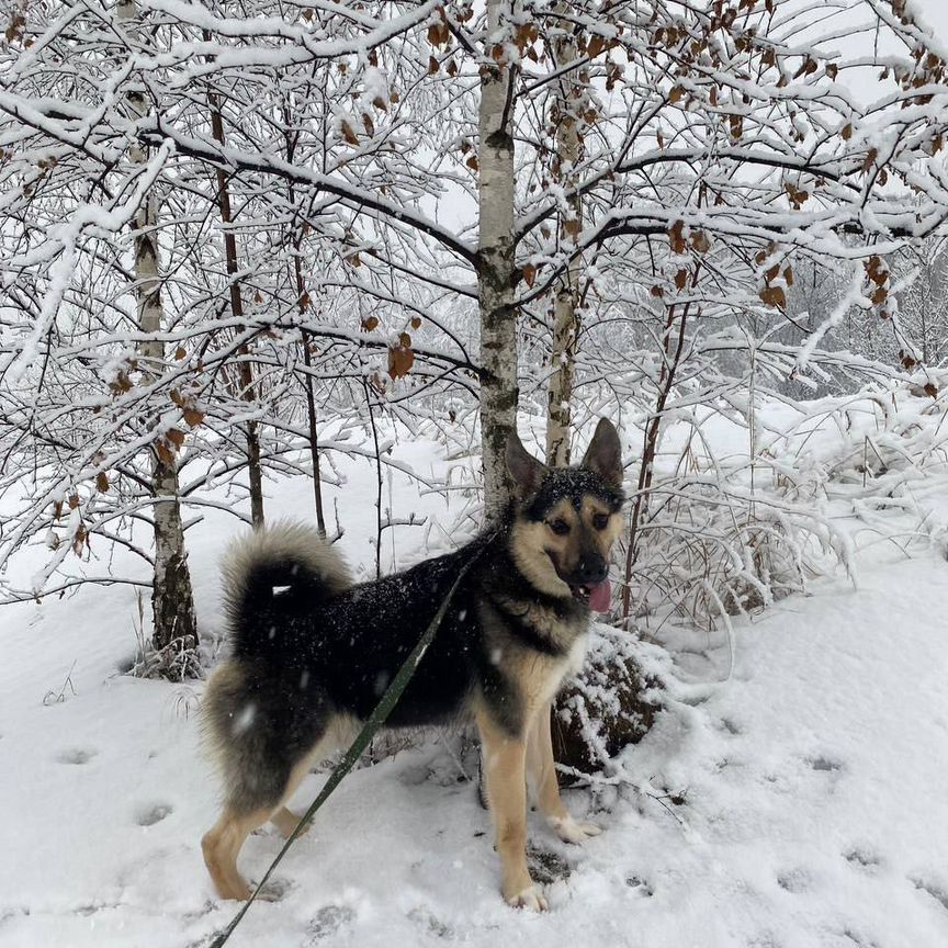 Карлуша ищет дом