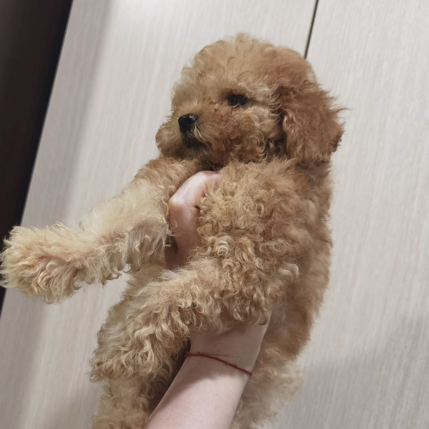 Мальтипу ф1 мини девочка