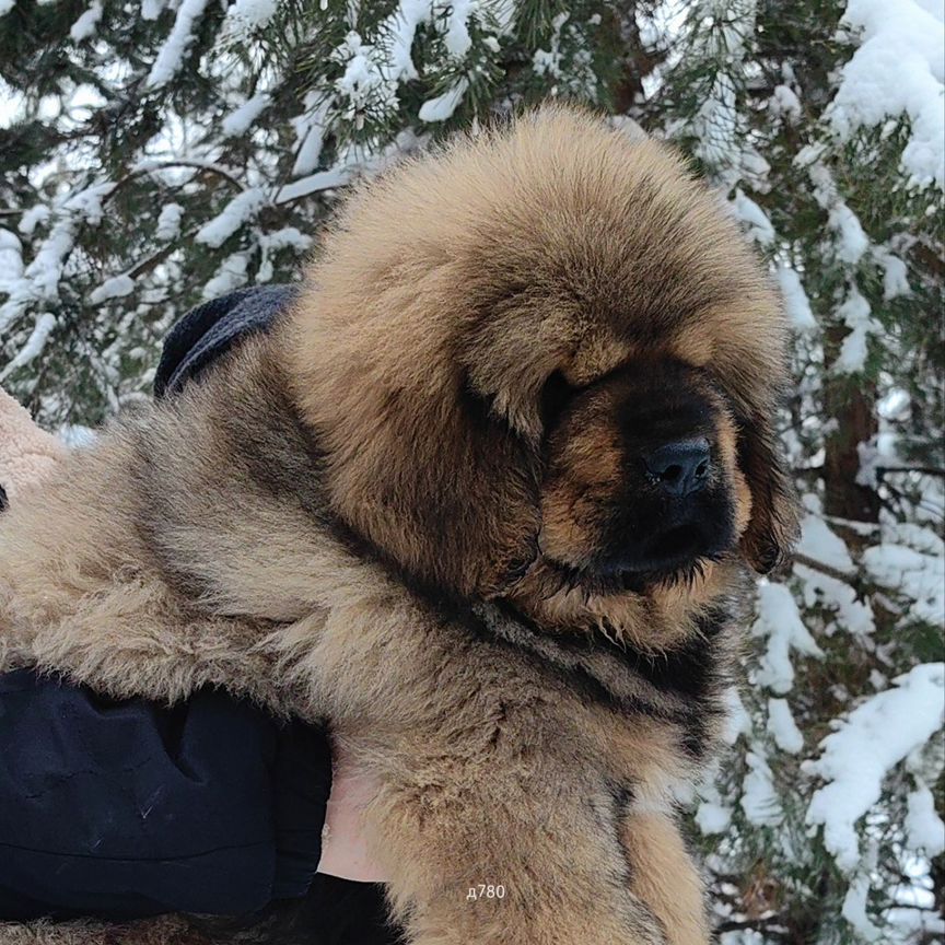 Тибетский мастиф щенки
