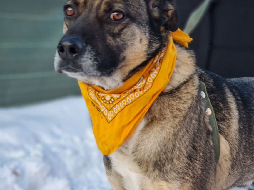 Простой пёс тоже хочет быть нужным