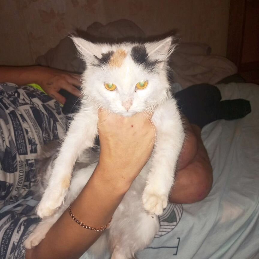 Отдам в добрые руки