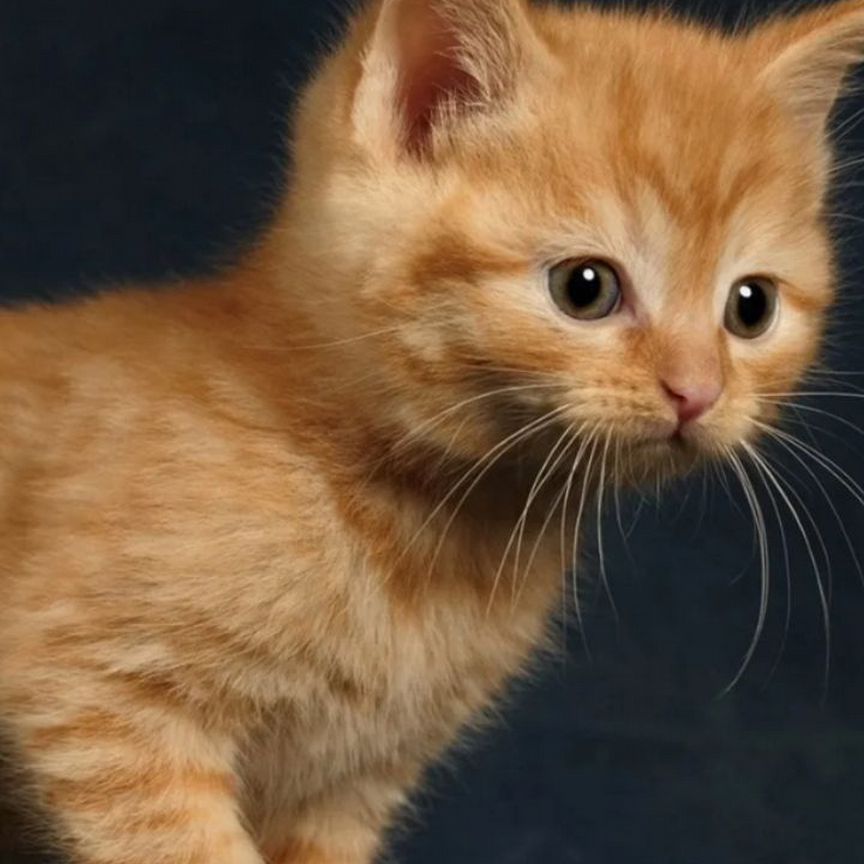 Котенок с медовым окрасом