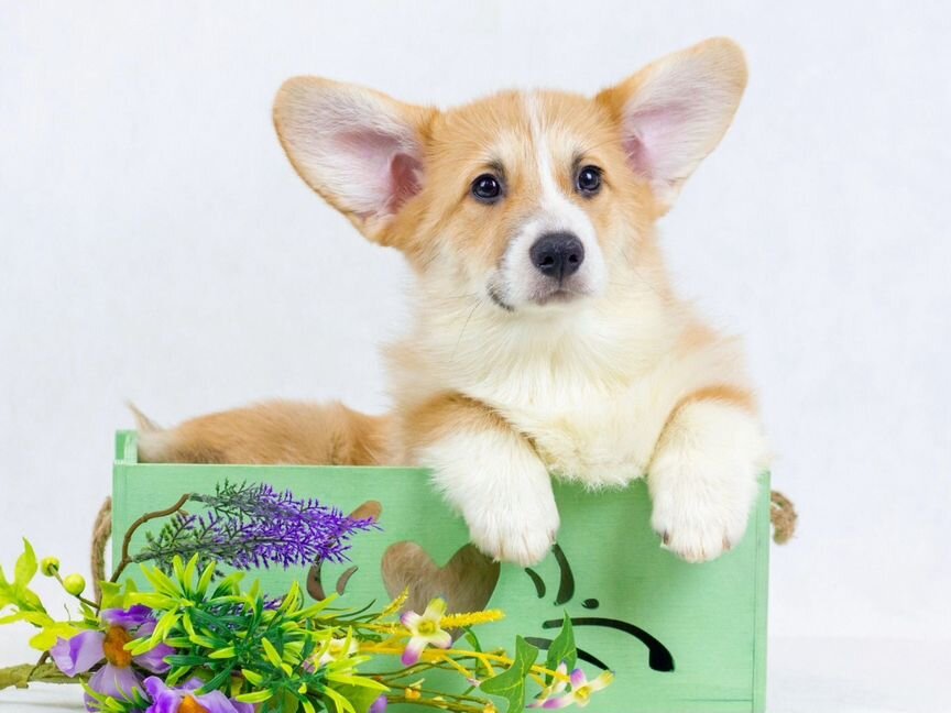 Великолепие Щенки Вельш Корги Пемброк