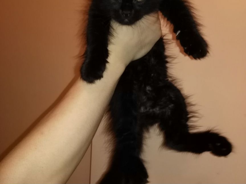 Котенок мейн-кун