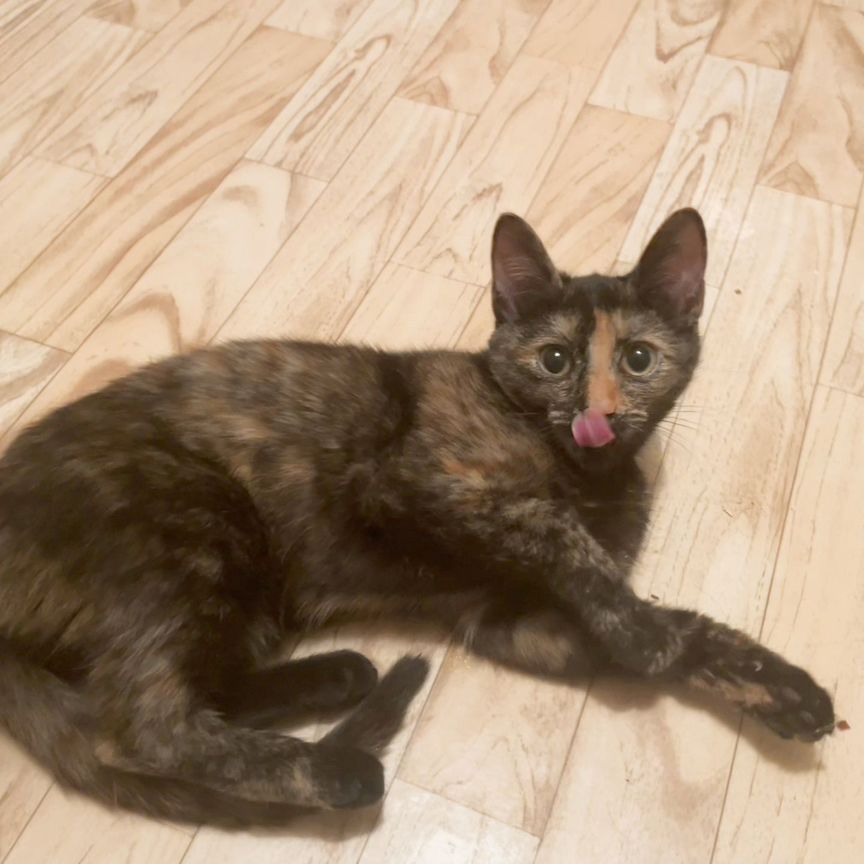 Кошечка