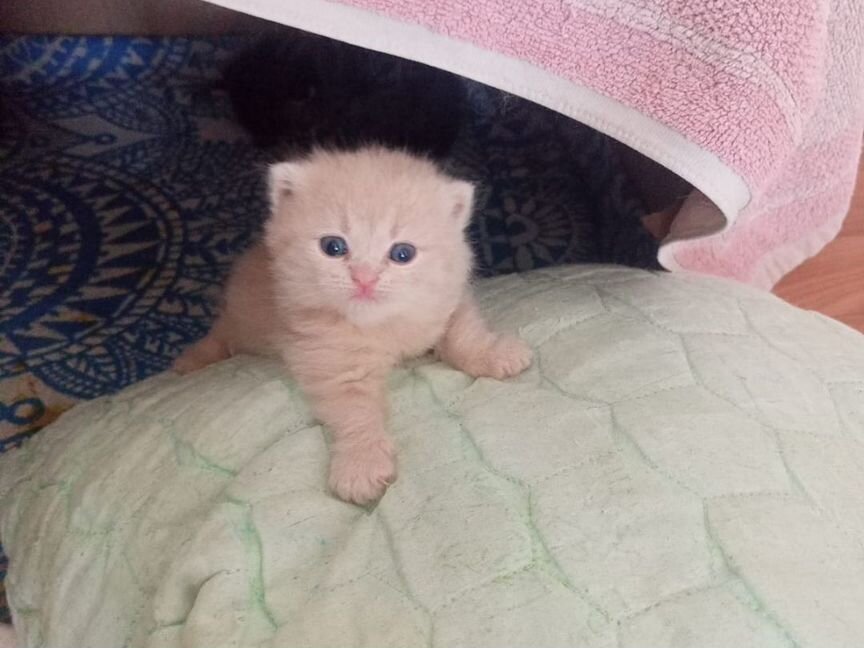 Чудо котятки