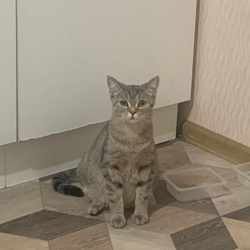 Кошечка в добрые руки бесплатно