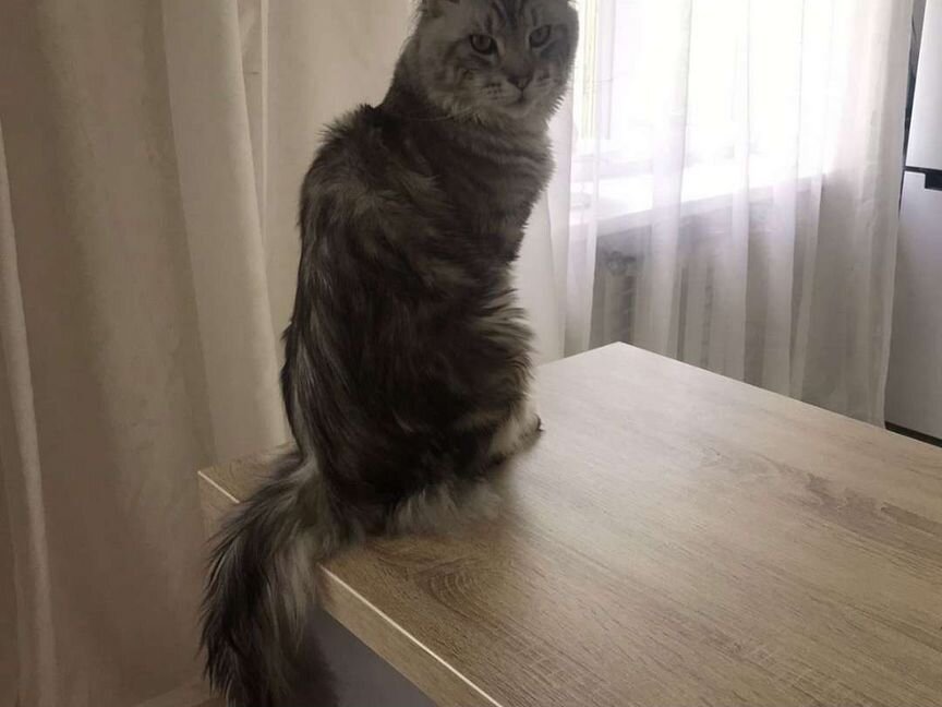 Мейн-кун