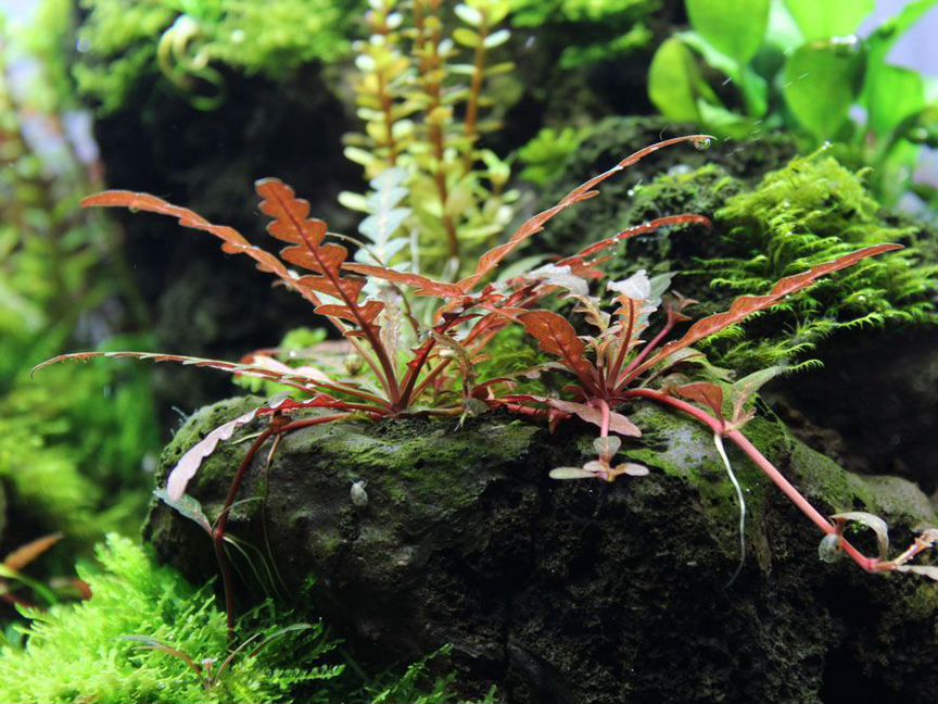 Гигрофила пиннатифида (Hygrophila pinnatifida)