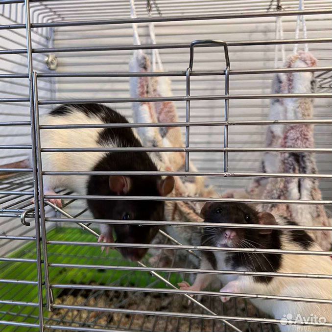 Отдам крыс дамбо с капюшоном бесплатно