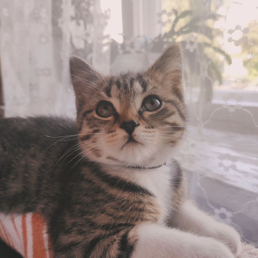 Котенок ищет дом