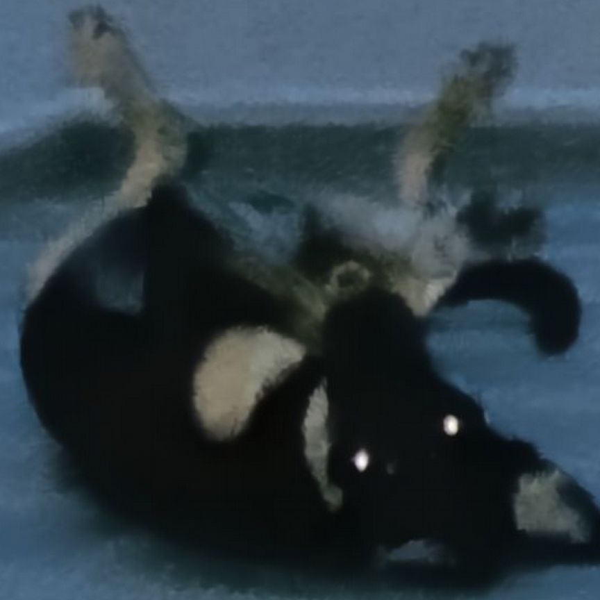 Щенок в добрые руки