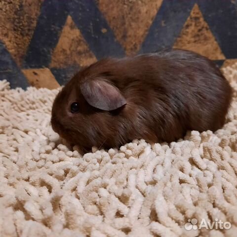 Морская свинка,шоколадный малыш