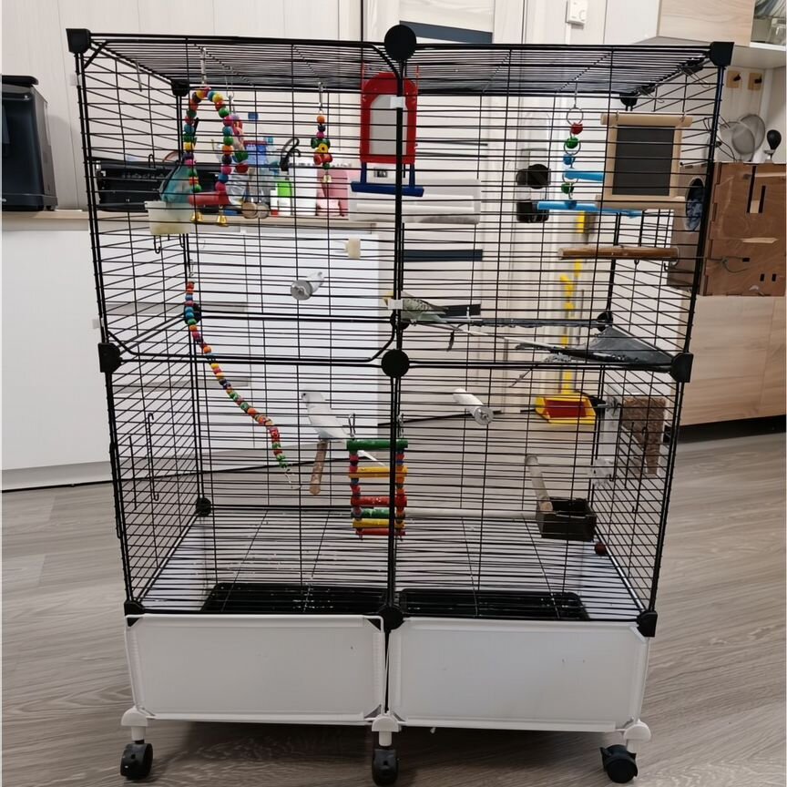 Волнистый попугай