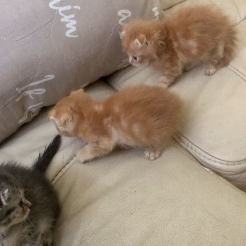 Вислоухие котята