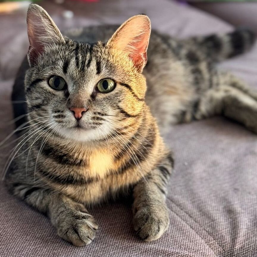 Милый и нежный котик Мускат, 10 мес