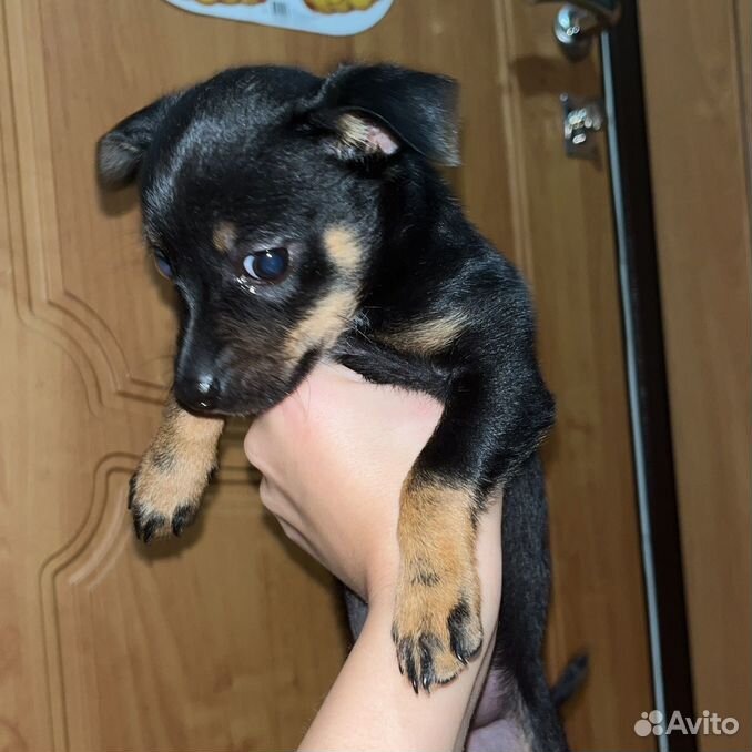 Той-терьер щенок девочка