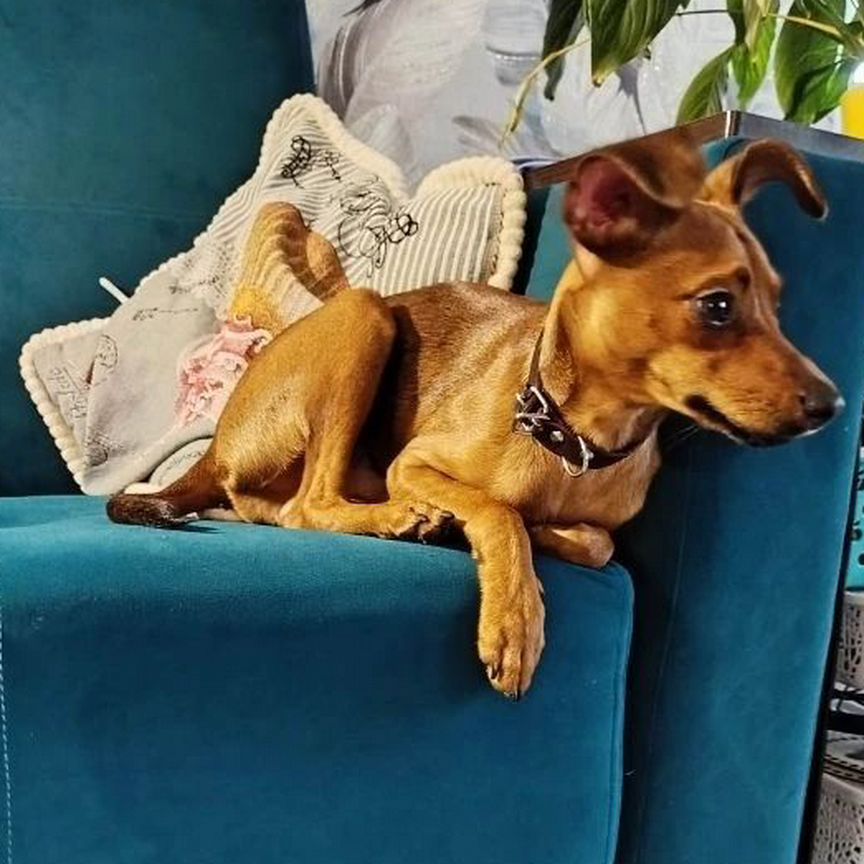 Австрийский пинчер, взрослый пёс