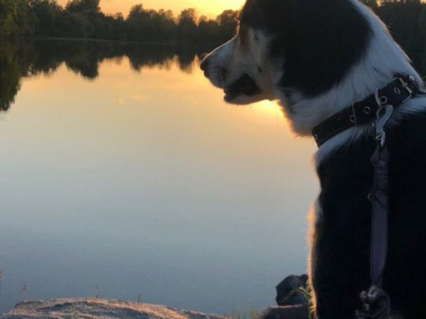 Метис бигля и терьера в добрые руки