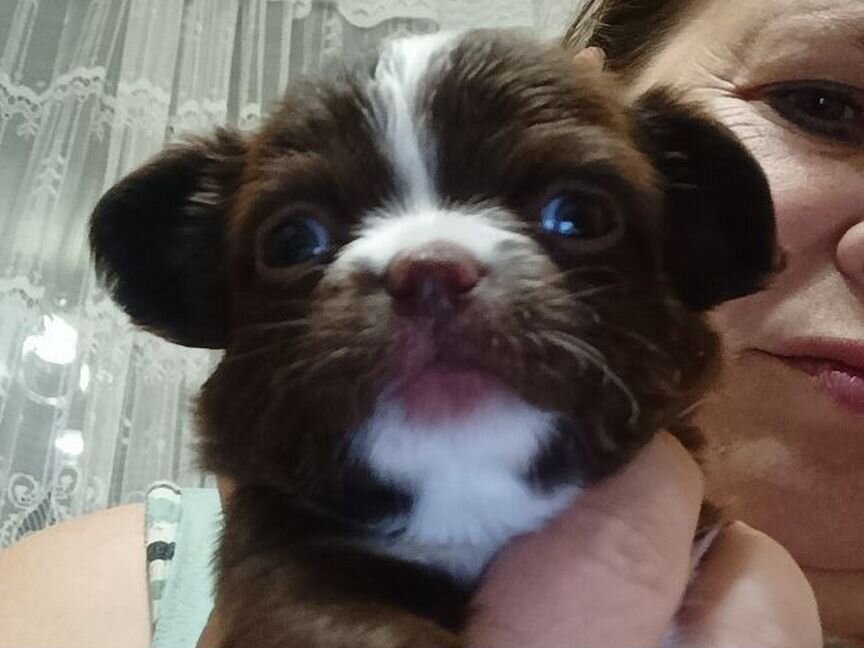 Щенок Чихуахуа