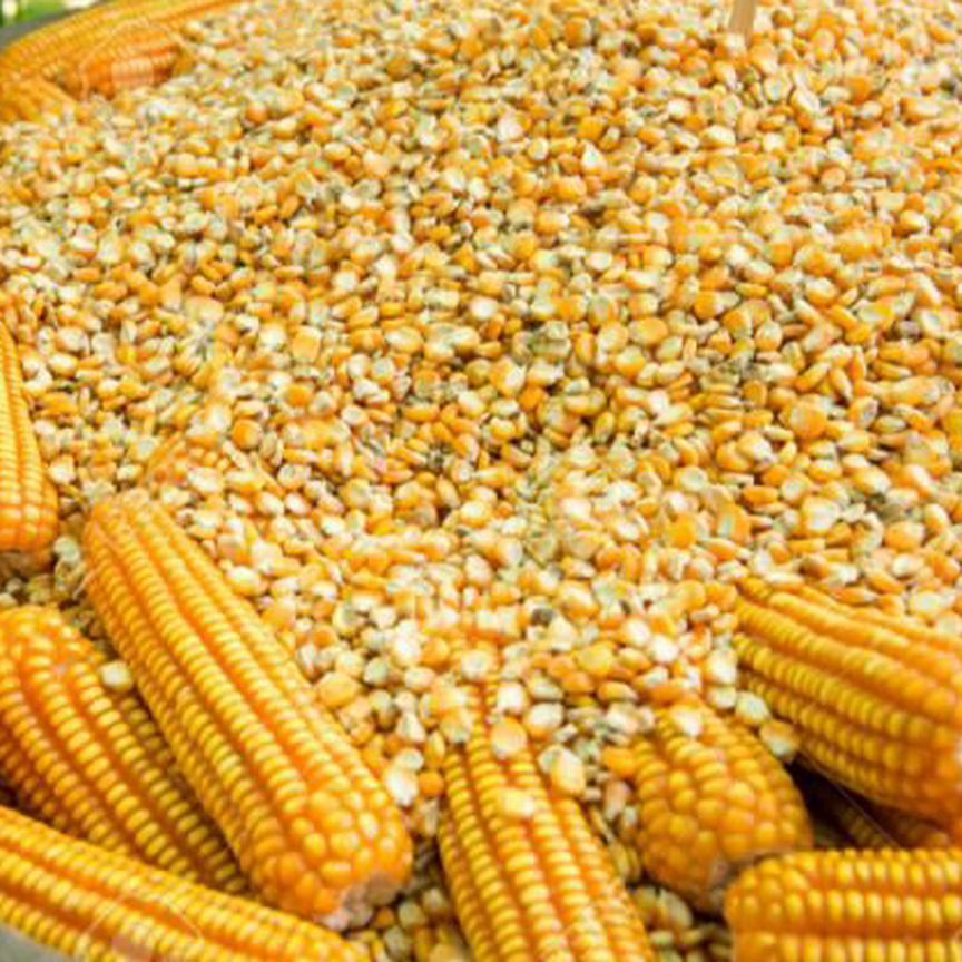 Кукуруза фуражная