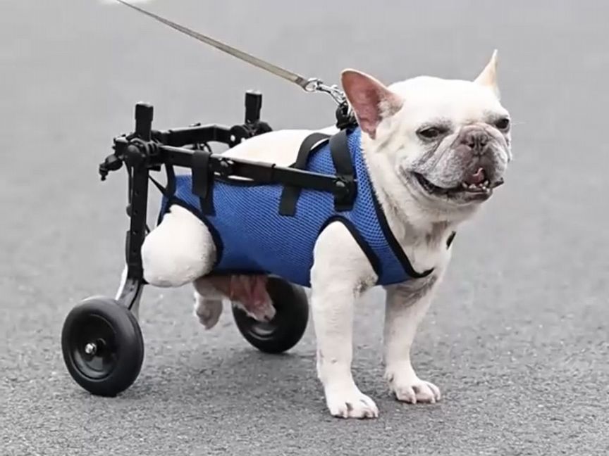 Инвалидная коляска (тележка) для собак и кошек