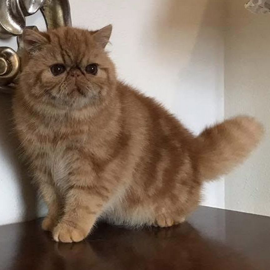 Экзотическая кошечка бесплатно
