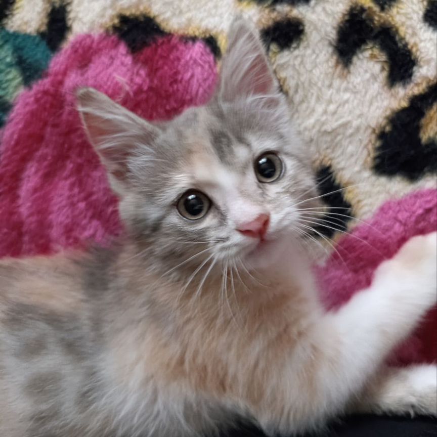 Кошка