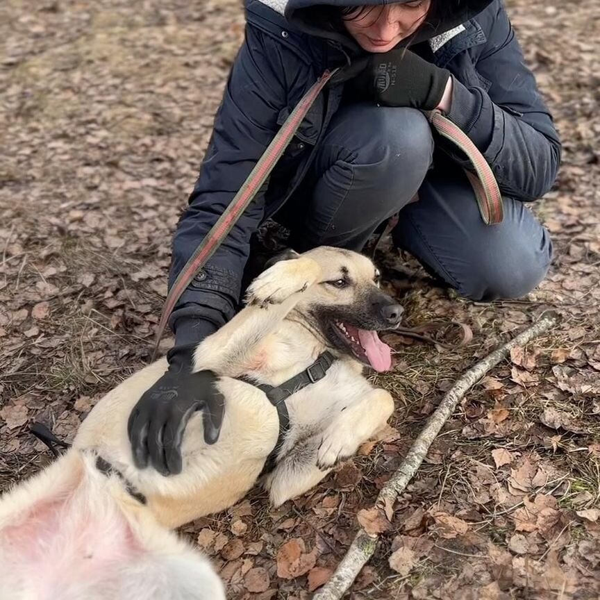Каждую минуту только лай соседей