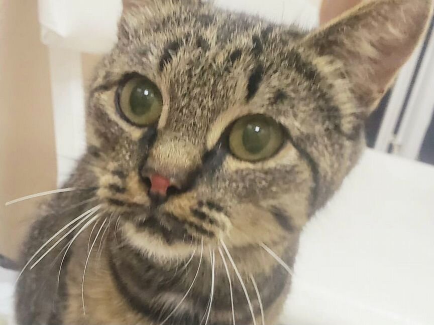 Очень ласковая молодая кошечка ищет дом