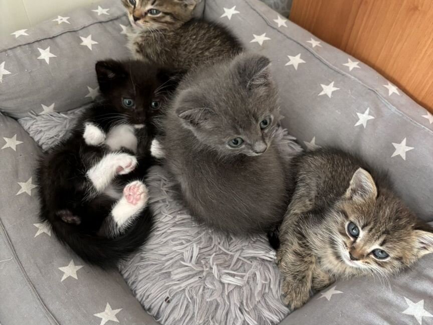 Котята в добрые руки