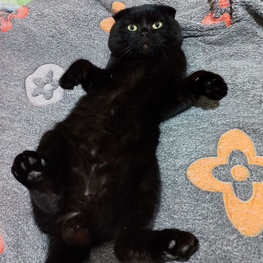 Шотландский вислоухий короткошёрстный кот, взрослый