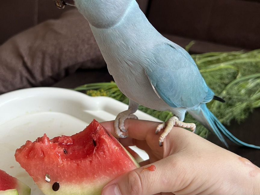 Ожереловый попугай