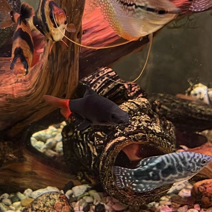 Рыбка лабео