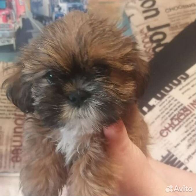 Щи-тцу Йорк