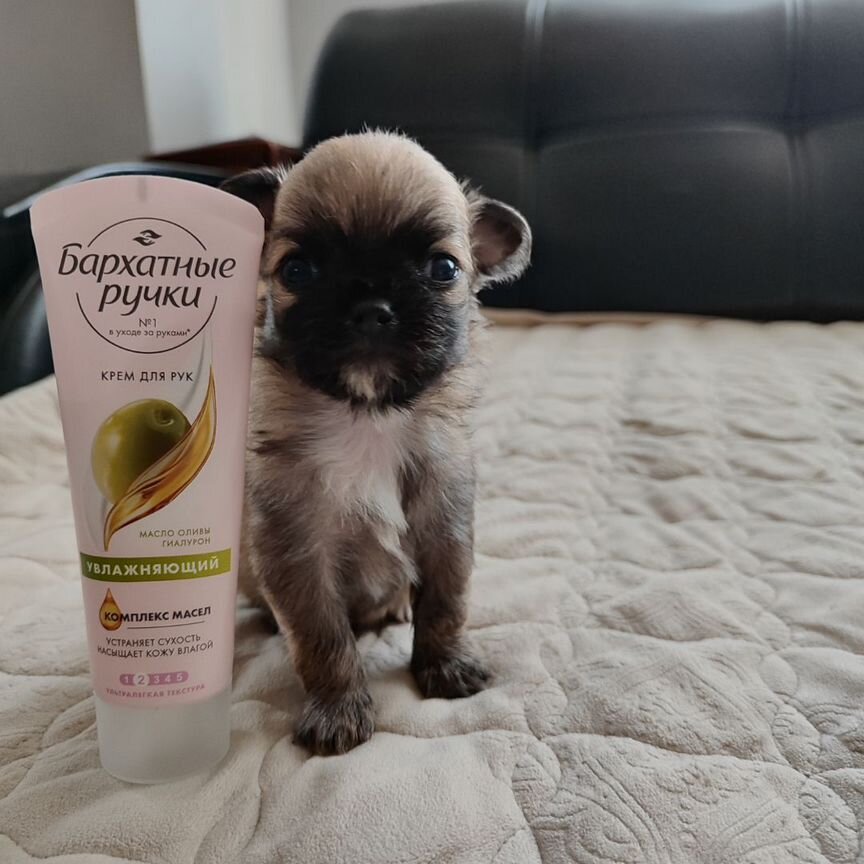 Чихуахуа micro ищет мам и пап