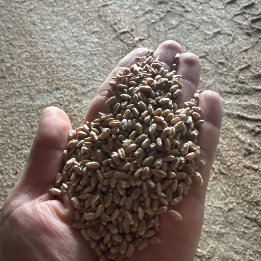 Пшеница 3 класс