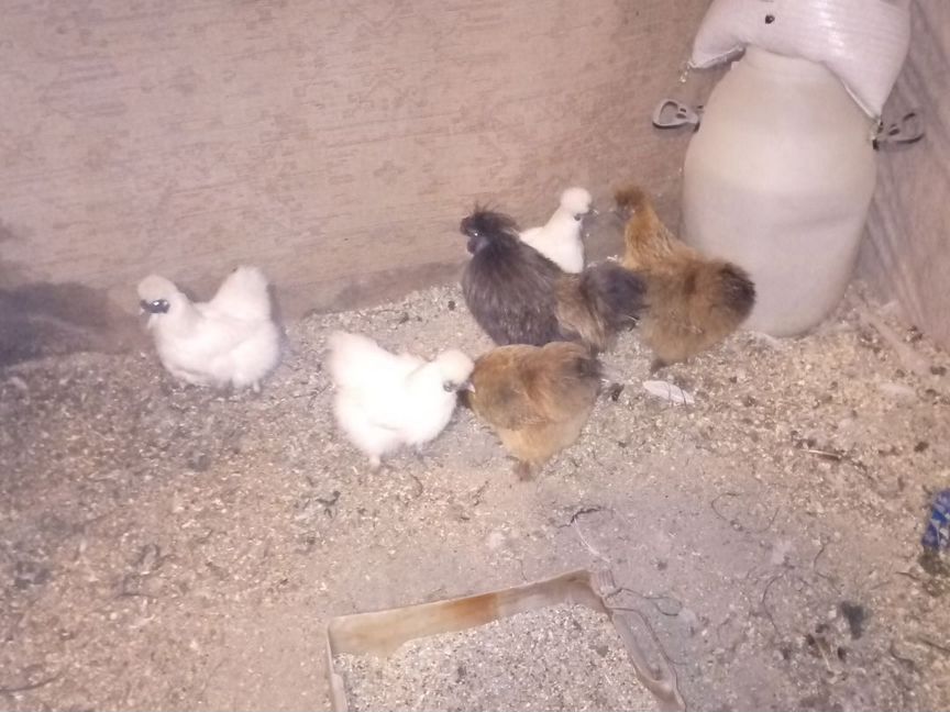 Курочки с Петушком